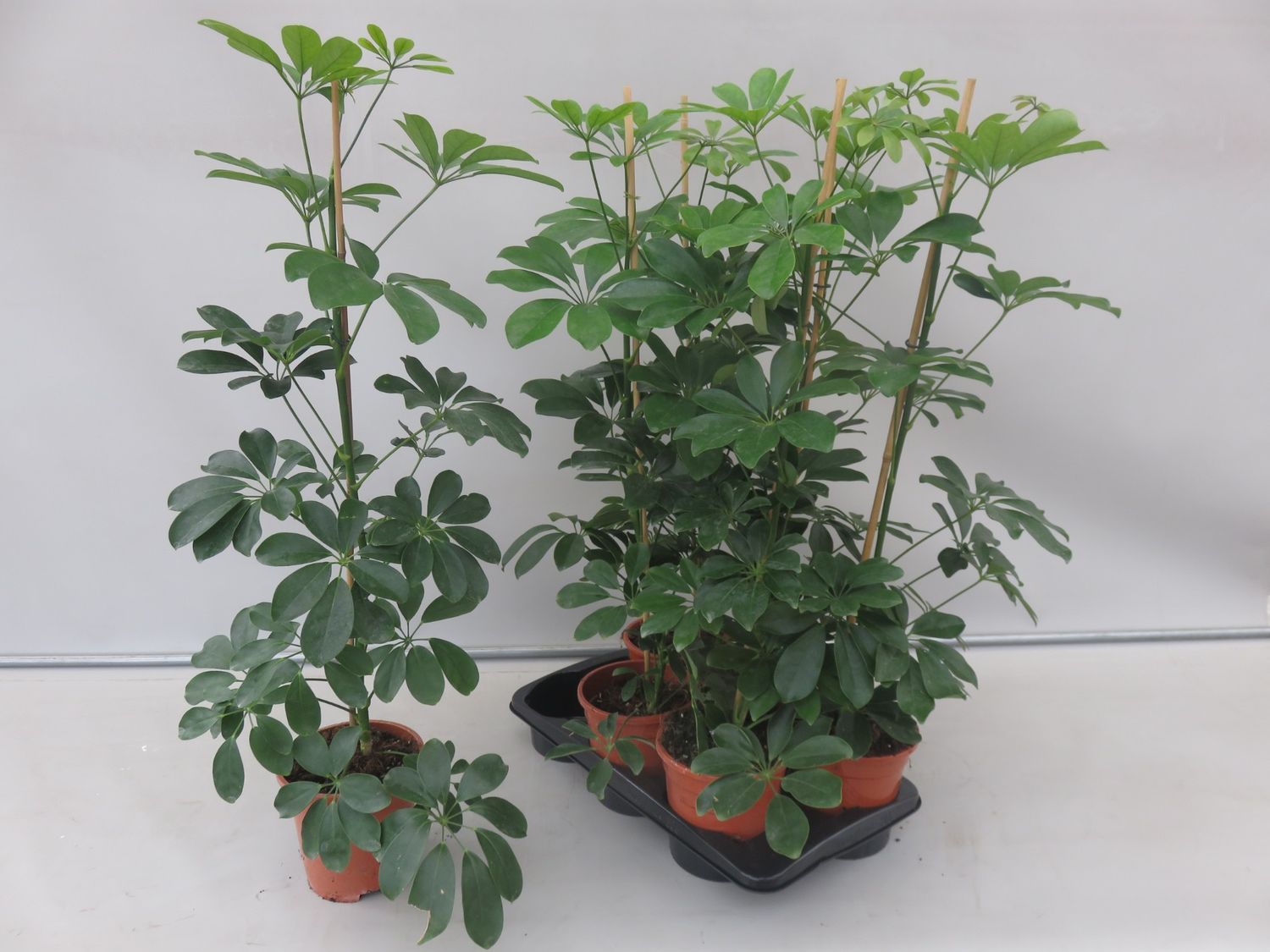 Schefflera arboricola 'Compacta' — Mayorista de plantas FlorAccess