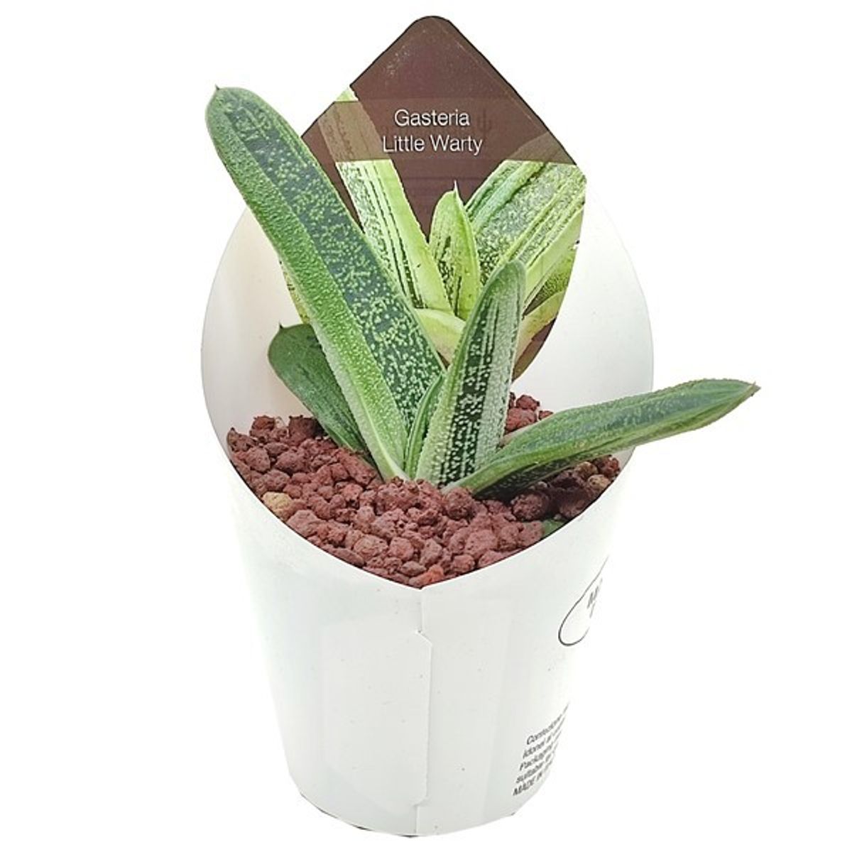 Gasteria 'Little Warty' — Plant Wholesale FlorAccess