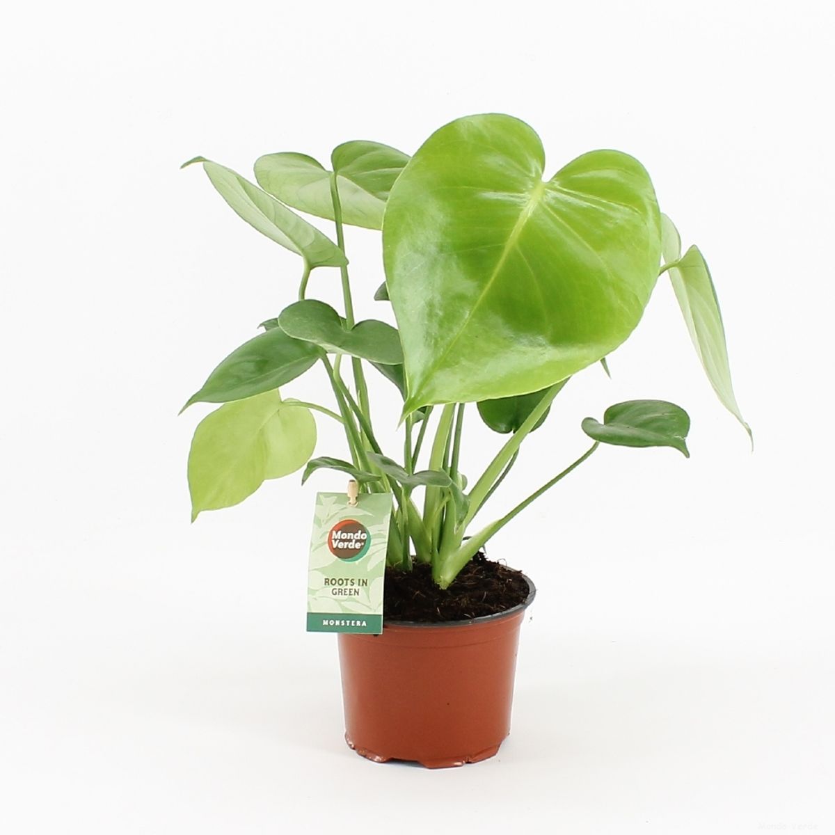Monstera deliciosa — Plant Wholesale FlorAccess