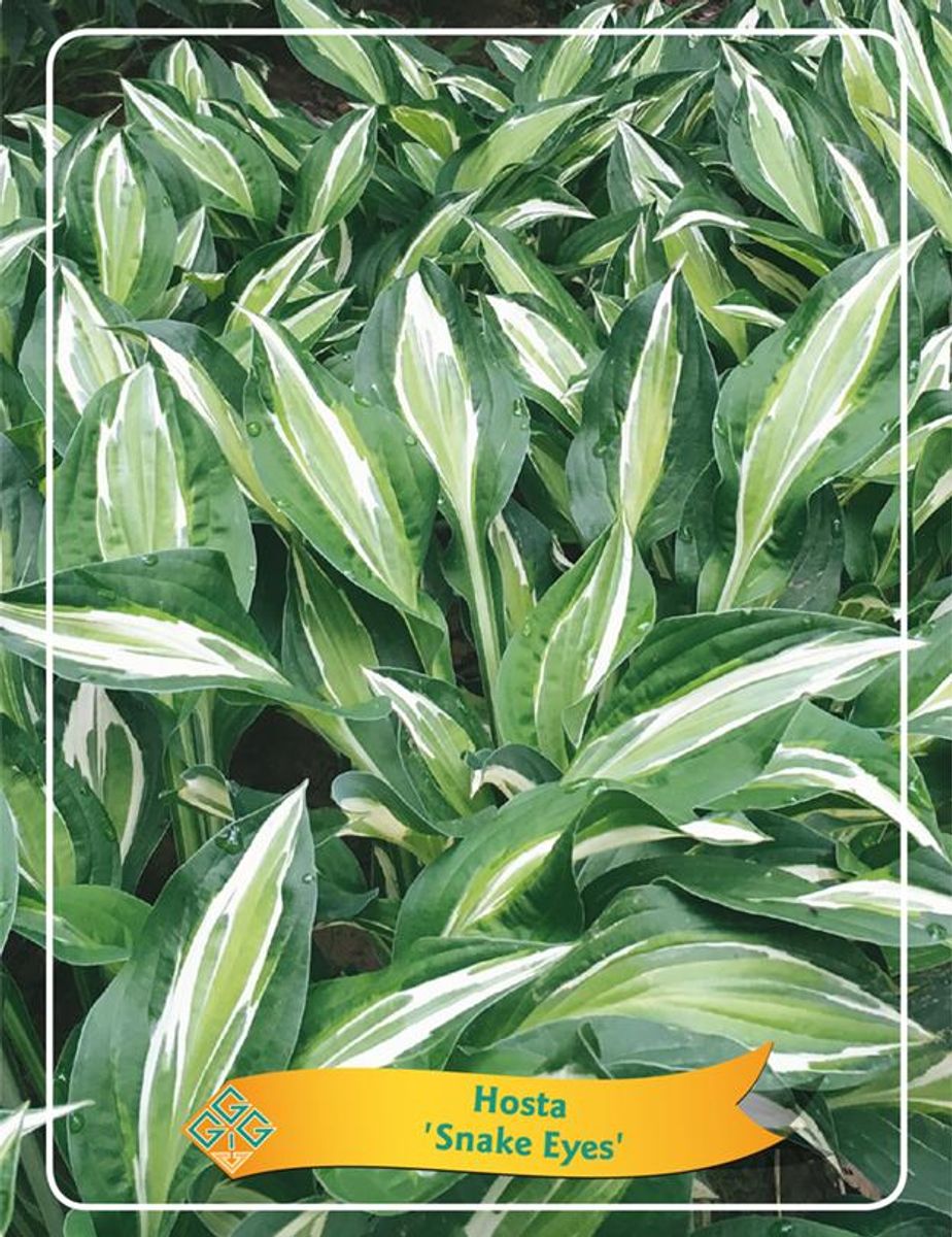 Hosta 'Snake Eyes' — Plant Wholesale FlorAccess