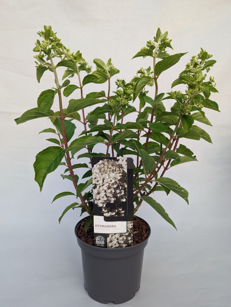 Hydrangea paniculata BOBO — Plant Wholesale FlorAccess