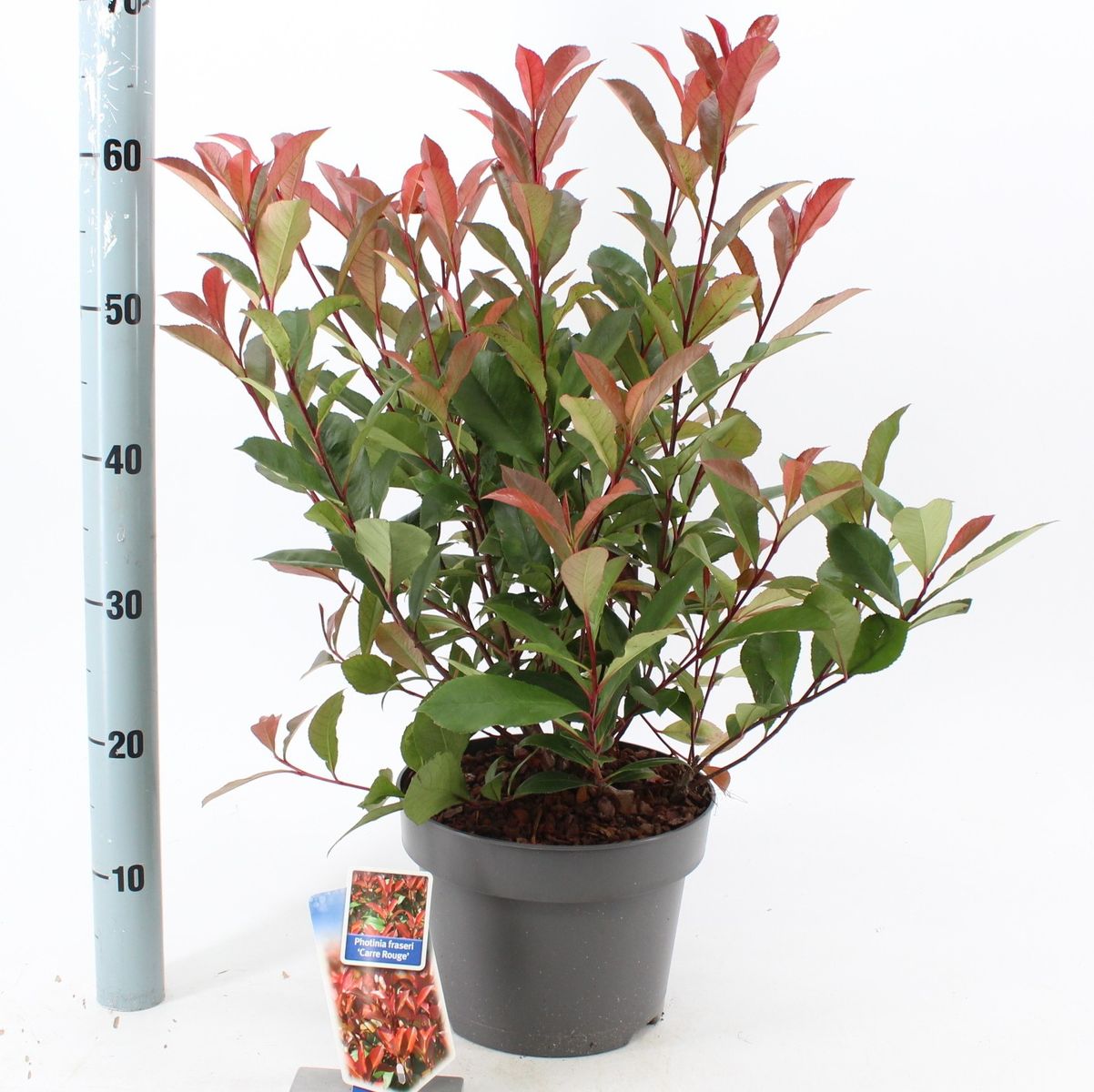 Photinia x fraseri CARRÉ ROUGE — Plant Wholesale FlorAccess