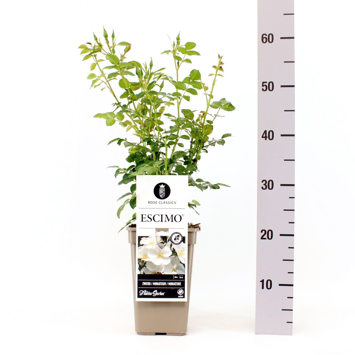 Rosa ESCIMO — Plant Wholesale FlorAccess