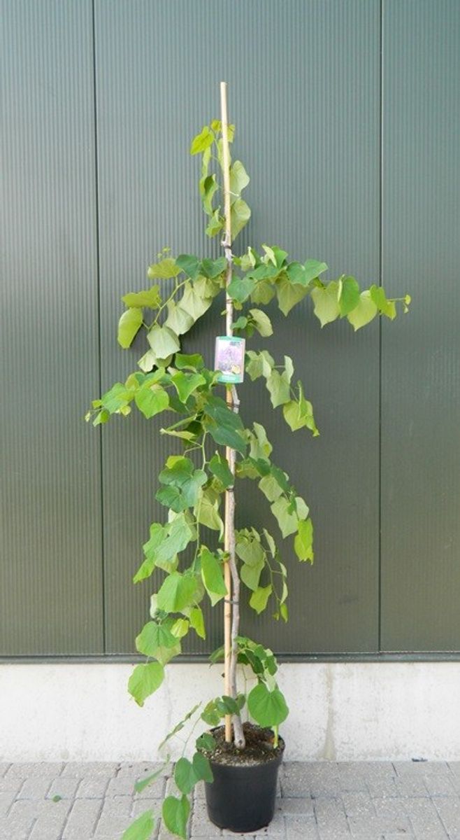 Cercis canadensis 'Vanilla Twist' — Plant Wholesale FlorAccess