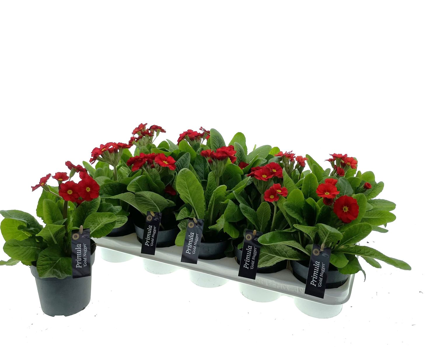 Primula 'Gold Nugget Red' — Plant Wholesale FlorAccess
