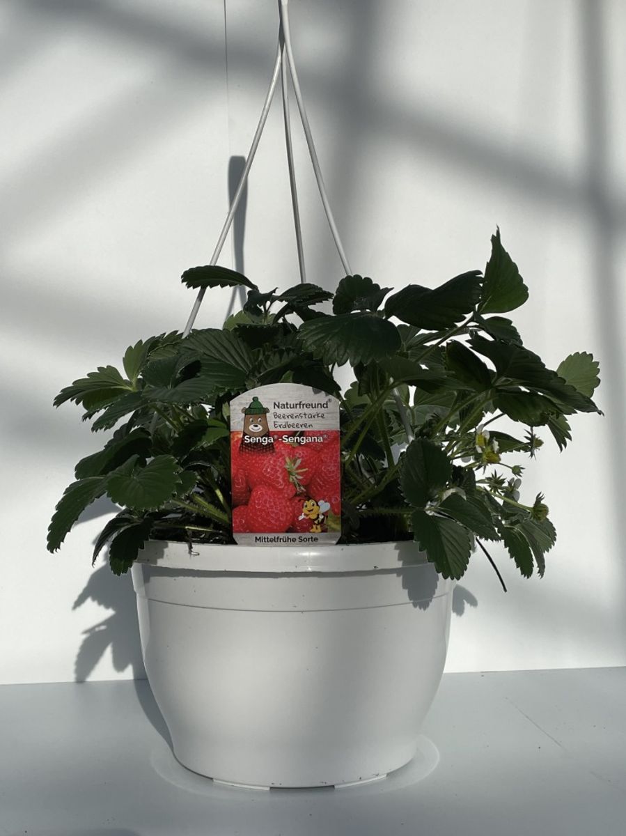 Fragaria x ananassa 'Senga Sengana' — Plant Wholesale FlorAccess