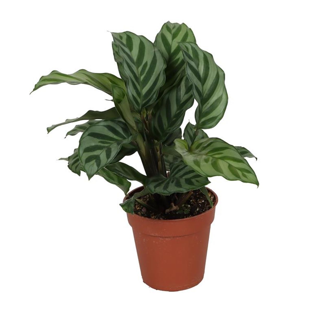 Calathea concinna 'Freddy' — Plant Wholesale FlorAccess