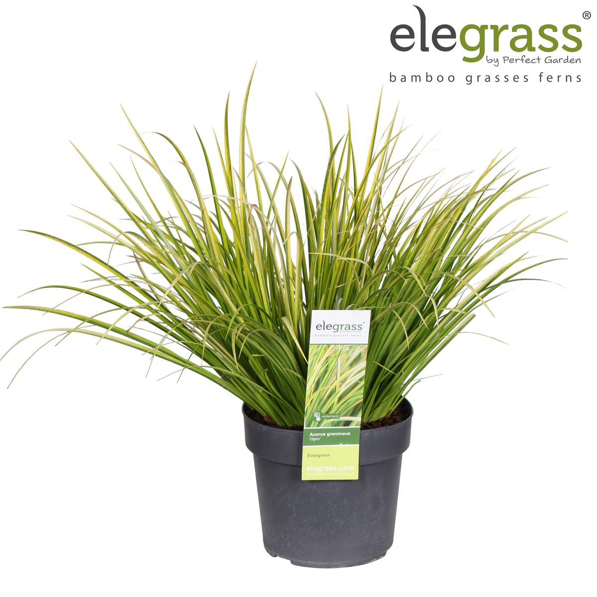 Acorus gramineus 'Ogon' — Plant Wholesale FlorAccess