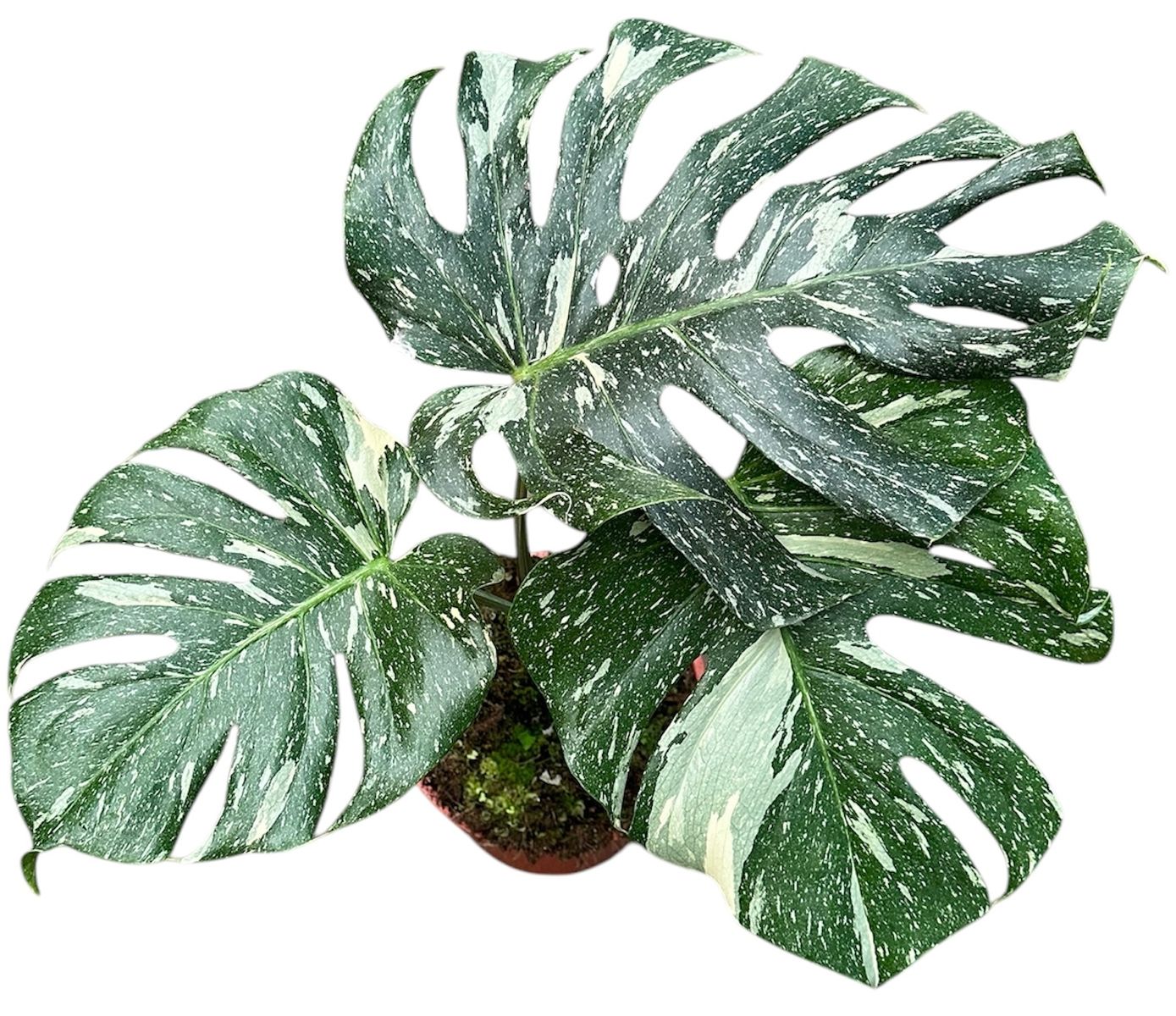 Monstera 'Thai Constellation' — Plant Wholesale FlorAccess
