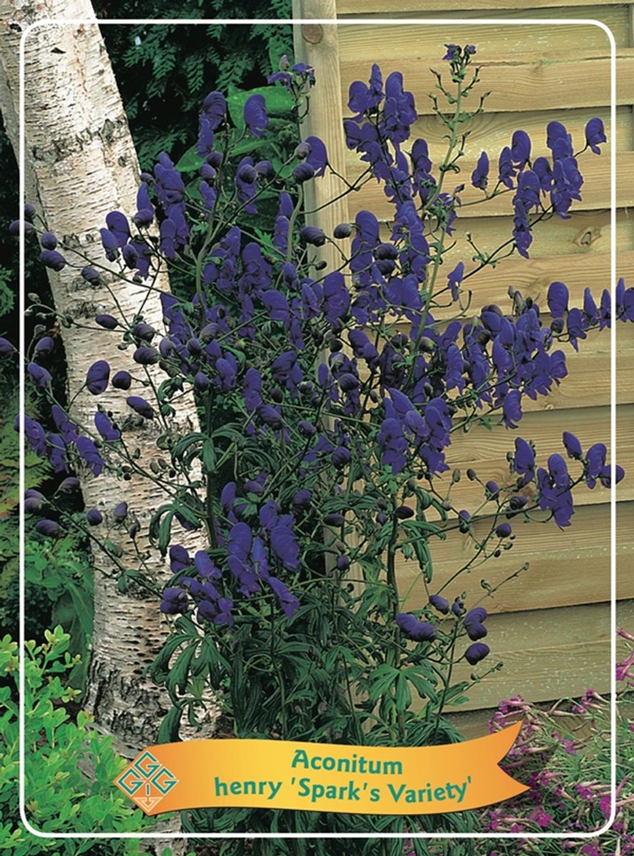 Aconitum henryi 'Spark's Variety' — Plant Wholesale FlorAccess