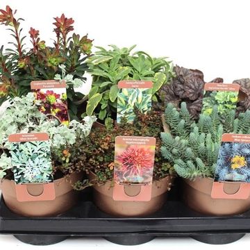 Perenner MIX — Växter grossist FlorAccess