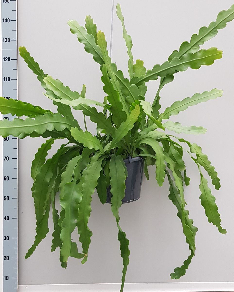 Epiphyllum BEAVERTAIL — Plant Wholesale FlorAccess