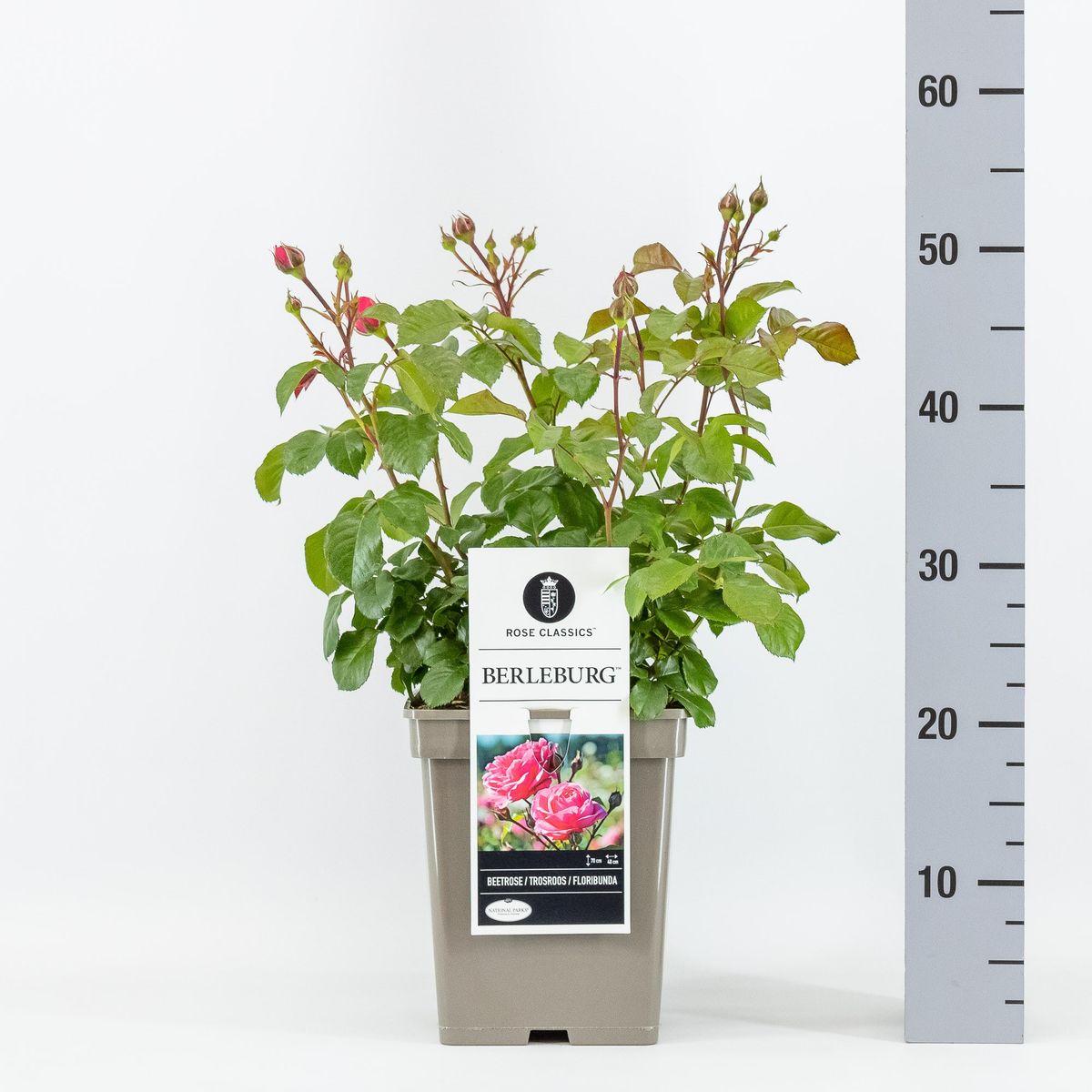 Rosa BERLEBURG — Plant Wholesale FlorAccess