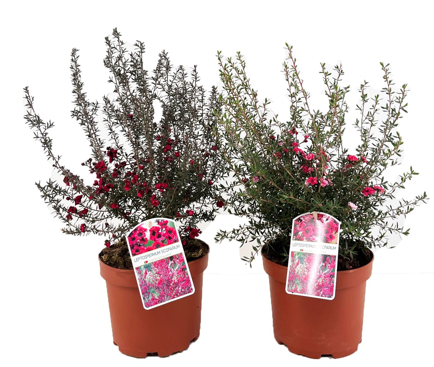 Leptospermum scoparium — Plant Wholesale FlorAccess