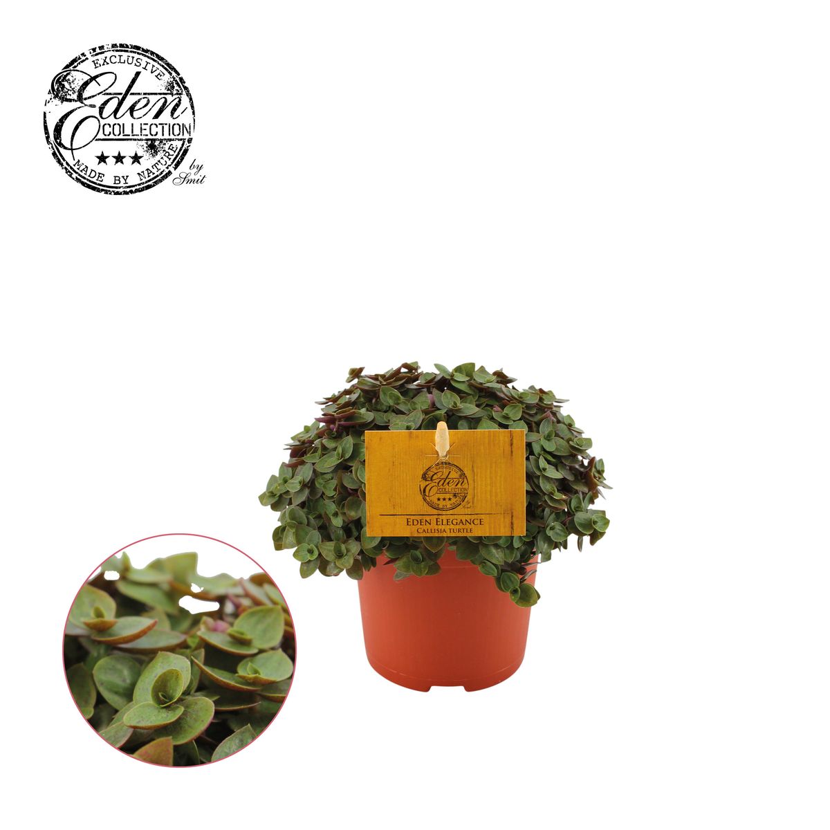 Callisia 'Turtle' — Plant Wholesale FlorAccess