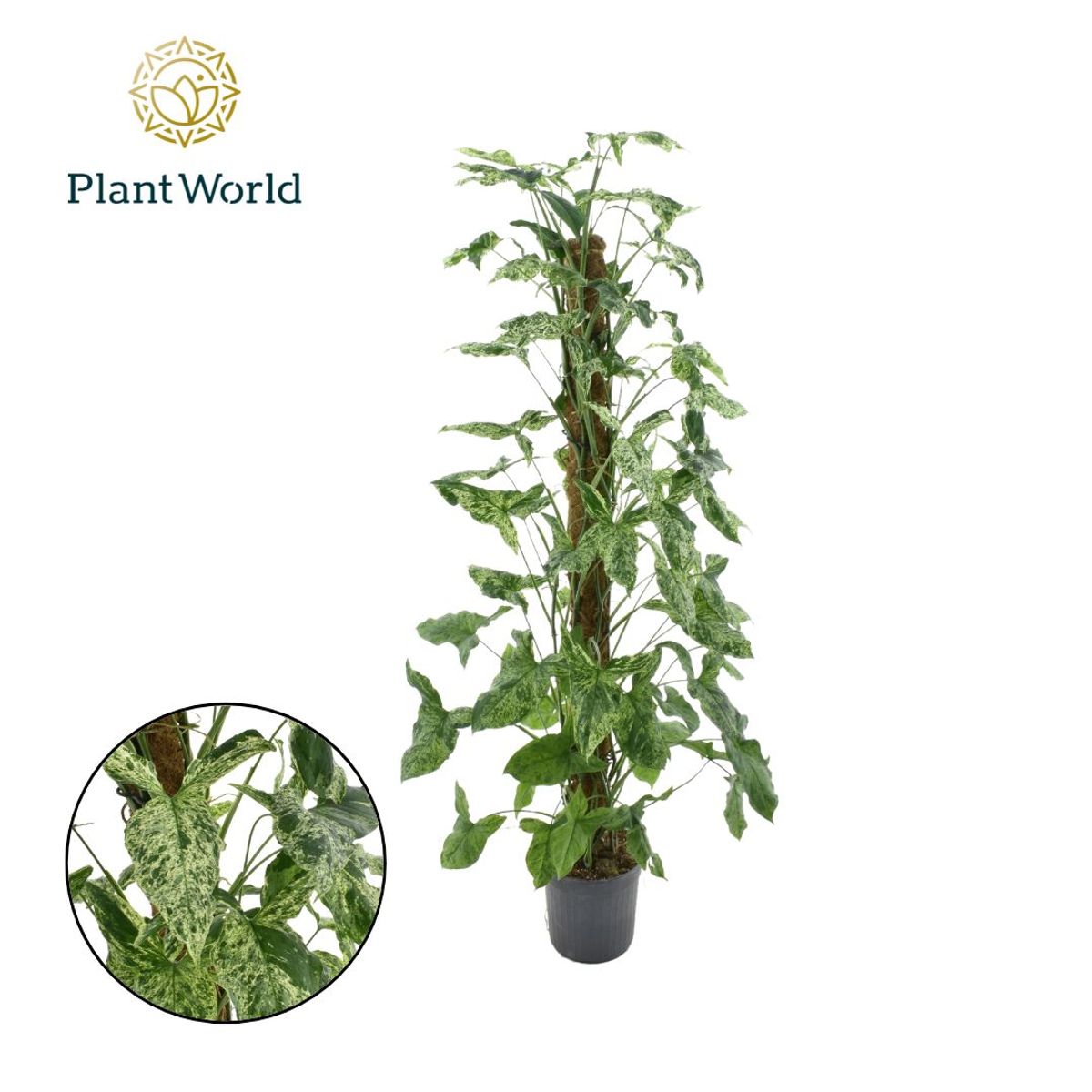 Syngonium MOTTLED — Plant Wholesale FlorAccess