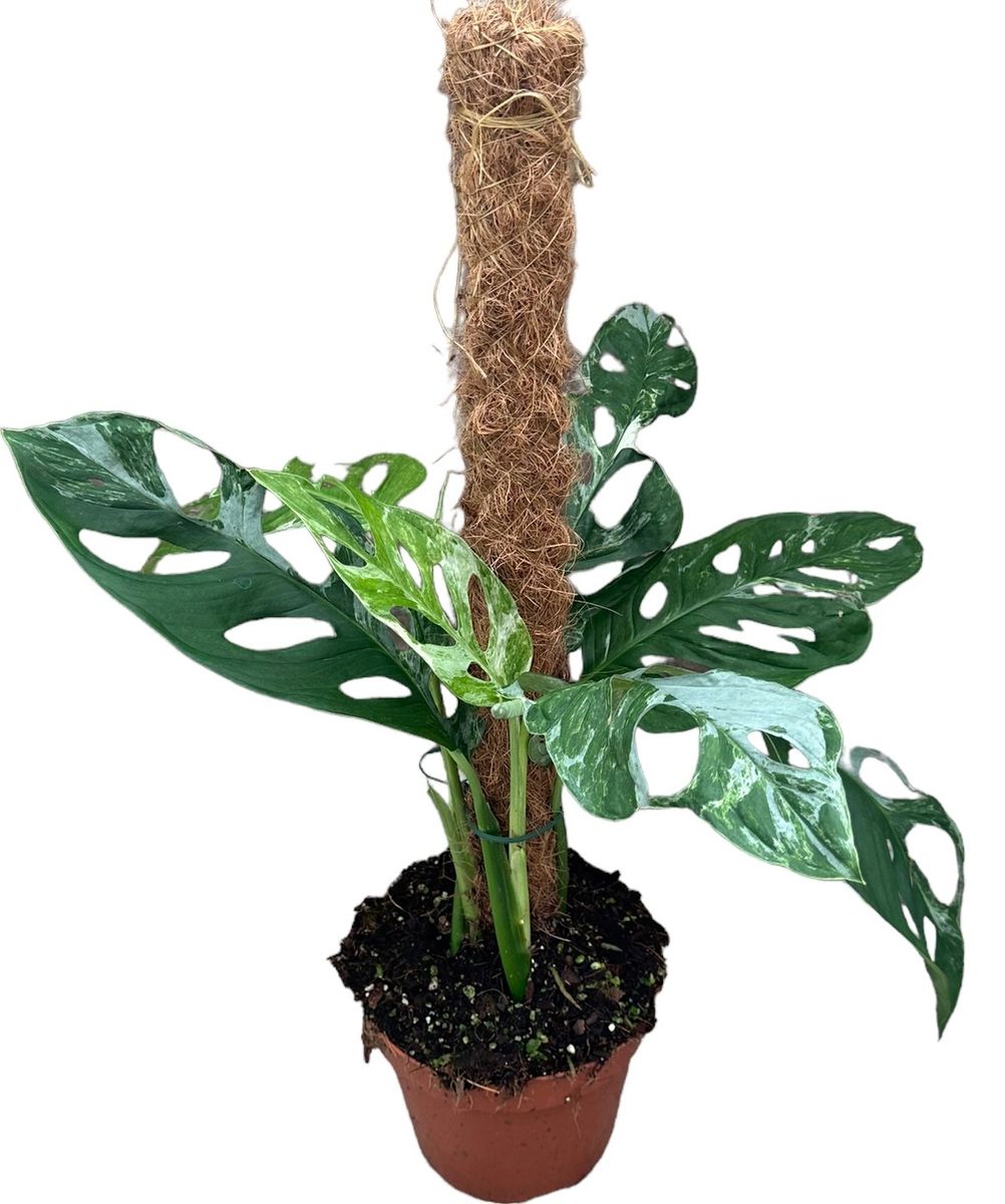 Monstera adansonii 'Indonesian Marble' — Plant Wholesale FlorAccess