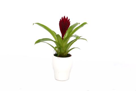 Vriesea CATHY P — Plant Wholesale FlorAccess