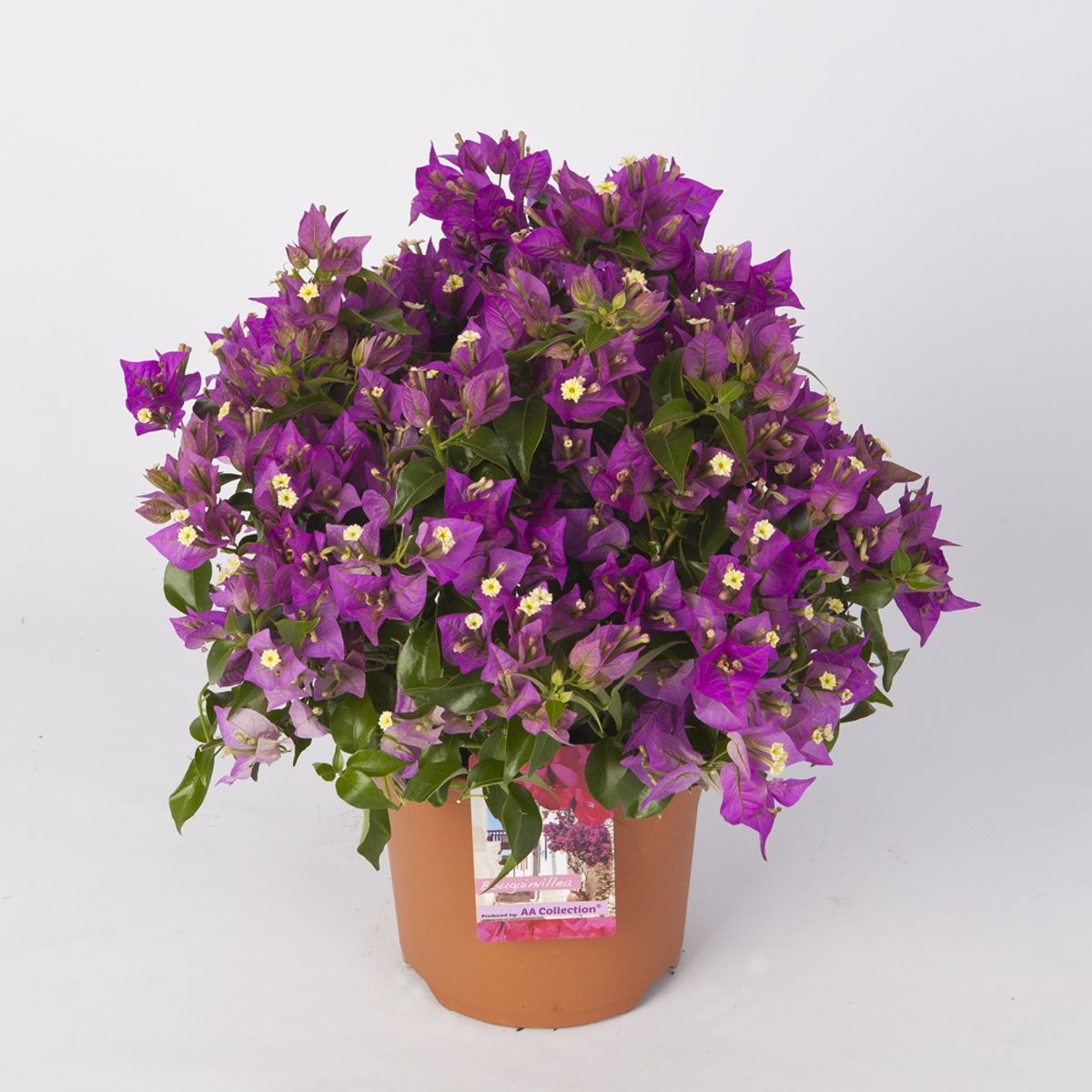 Bougainvillea 'Alexandra' — Plant Wholesale FlorAccess