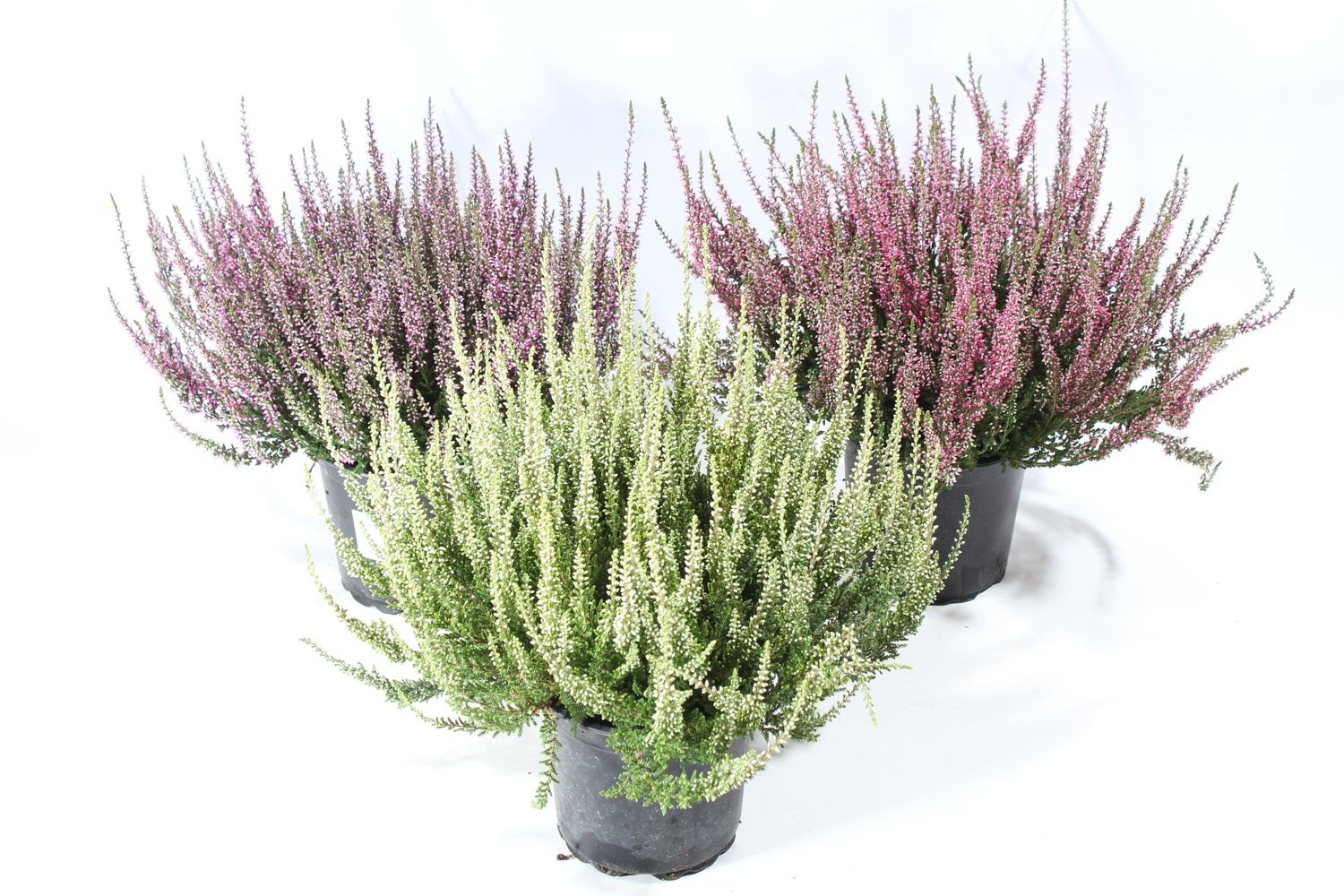 Calluna vulgaris GARDEN GIRLS MIX — Hurtownia roślin FlorAccess