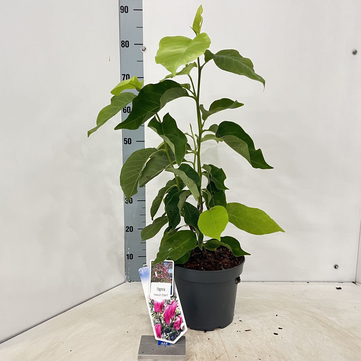 Magnolia 'Heaven Scent' — Plant Wholesale FlorAccess