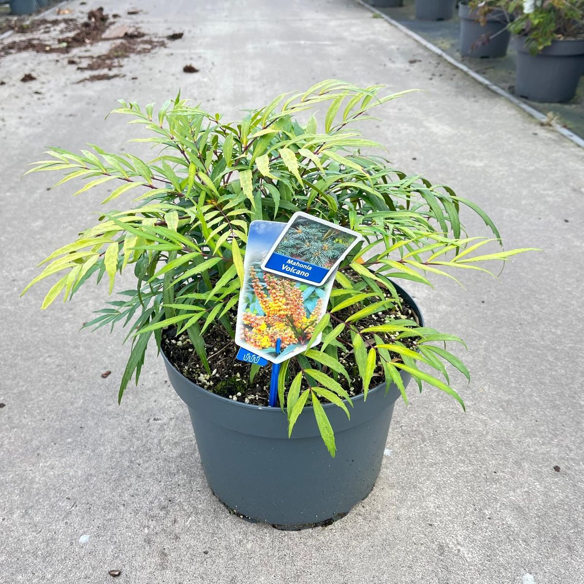 Mahonia VOLCANO — Plant Wholesale FlorAccess