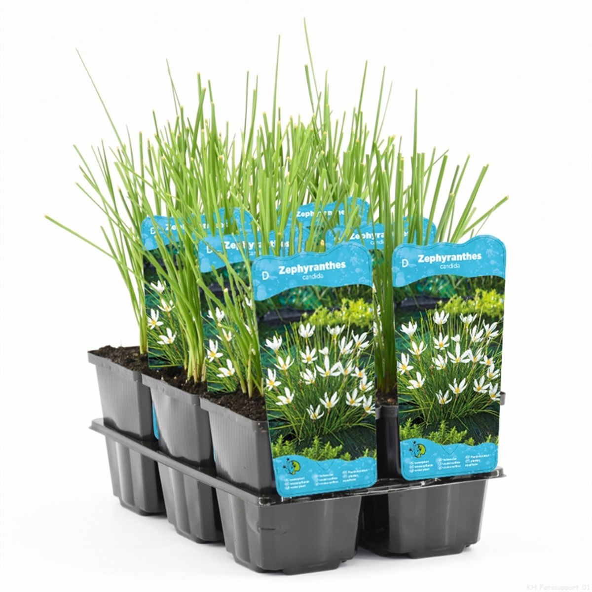 Zephyranthes candida — Plant Wholesale FlorAccess
