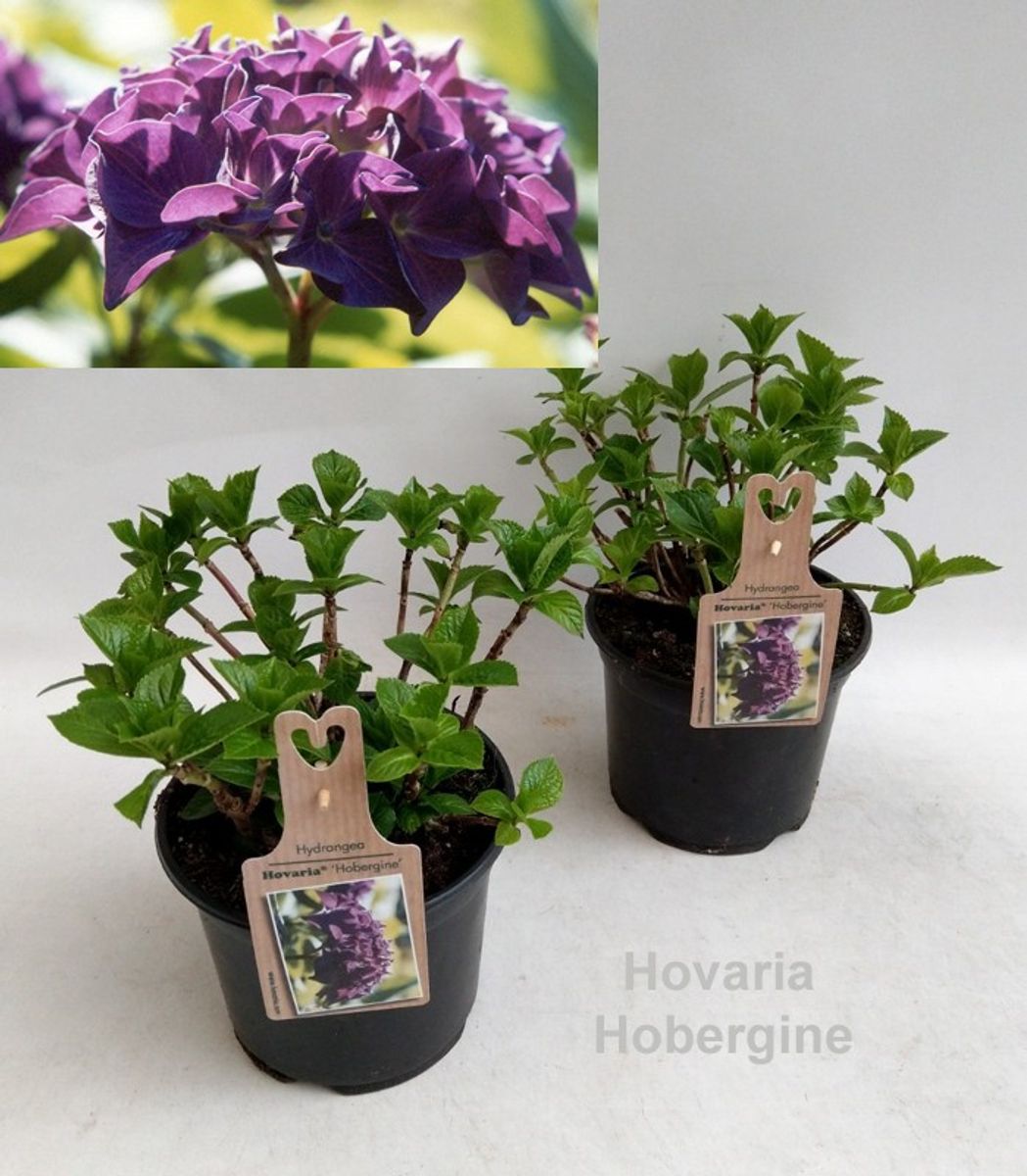 Hydrangea macrophylla HOVARIA HOBERGINE — Plant Wholesale FlorAccess