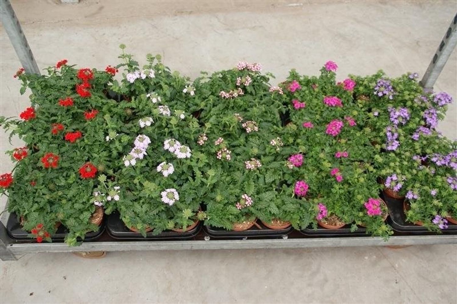 Verbena MIX — Plant Wholesale FlorAccess