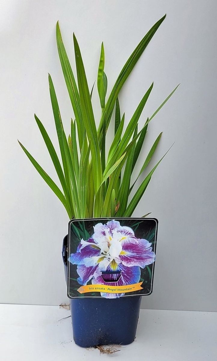 Iris ensata 'Angel Mountain' — Plant Wholesale FlorAccess