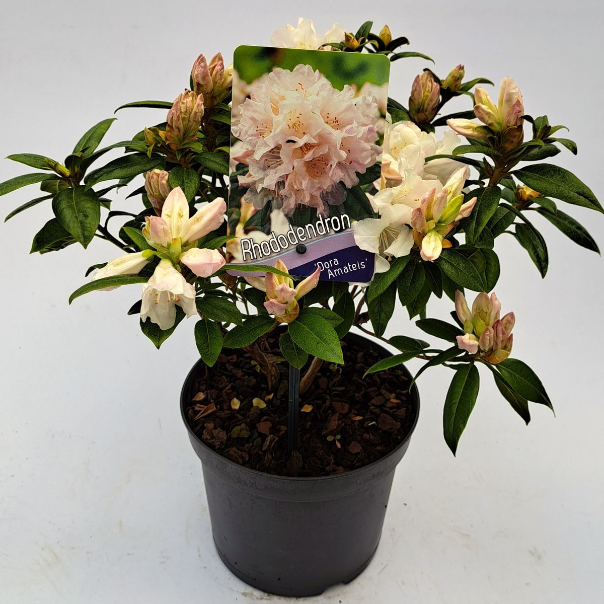 Rhododendron 'Dora Amateis' — Plant Wholesale FlorAccess