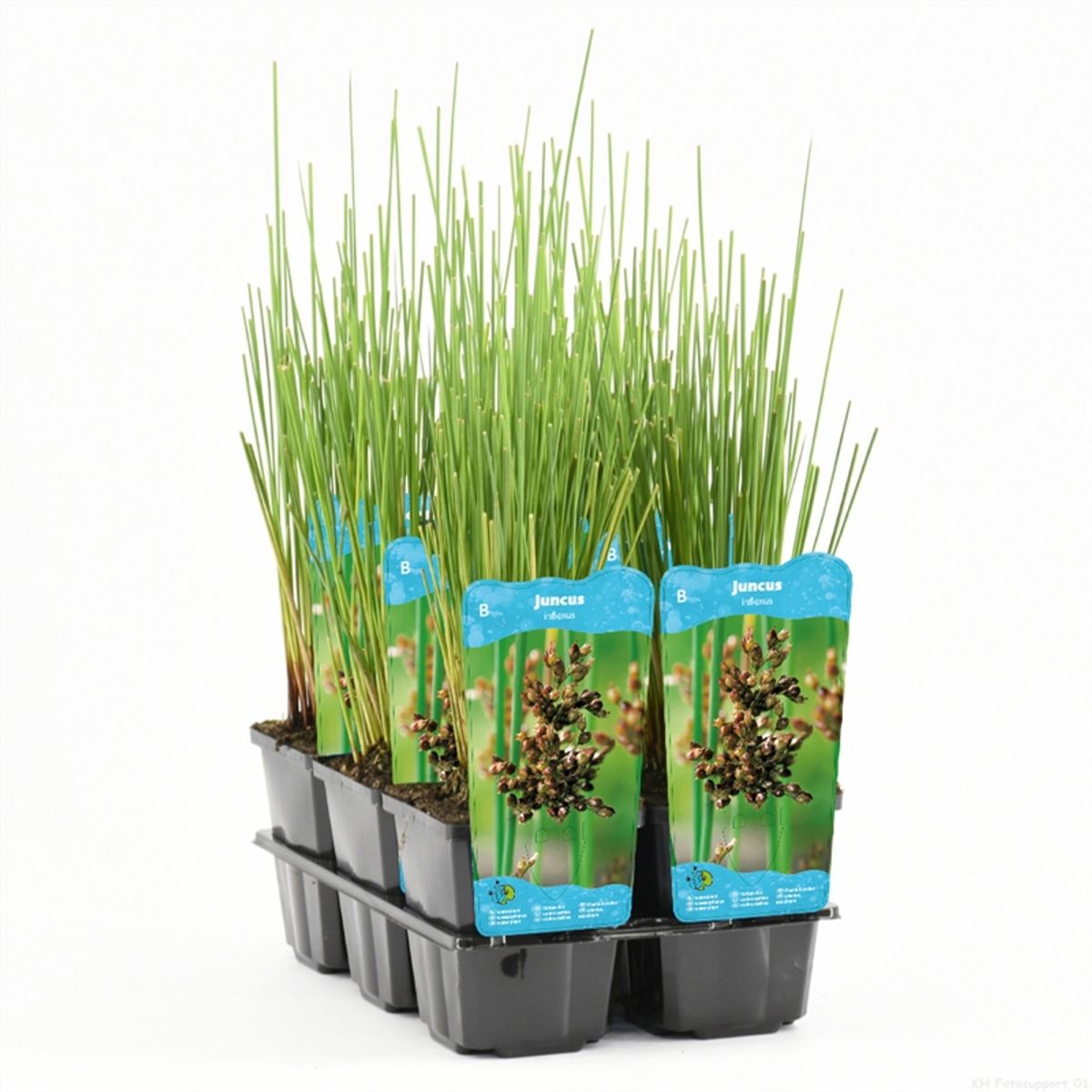Juncus inflexus — Plant Wholesale FlorAccess