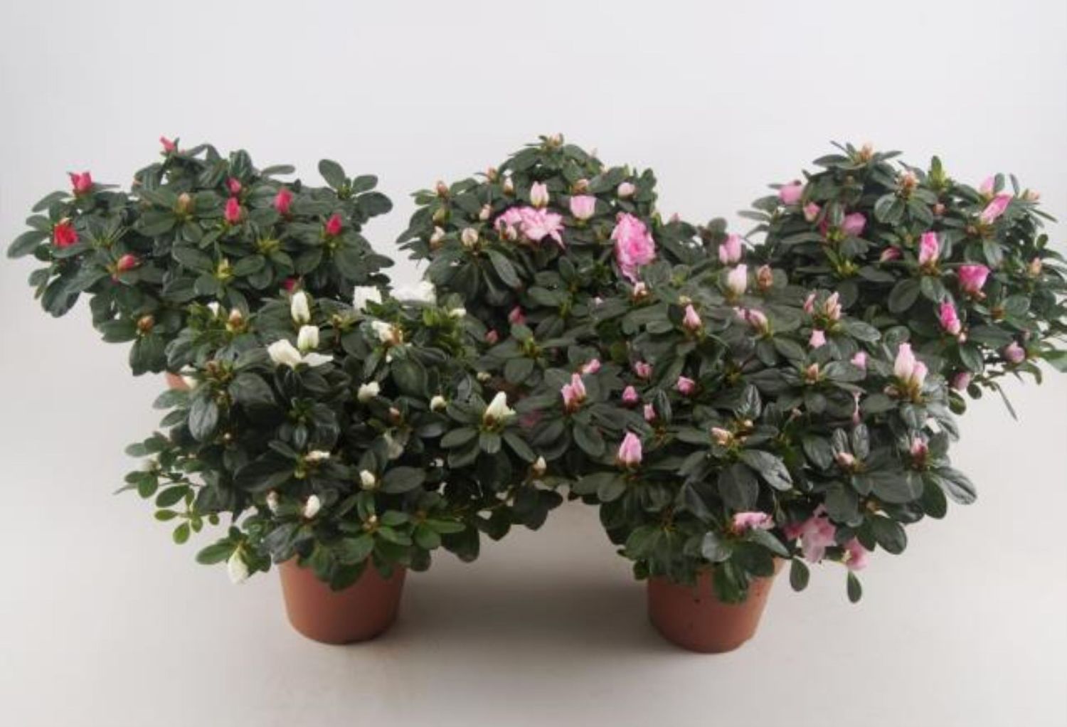 Rhododendron AZALEA MIX — Plant Wholesale FlorAccess