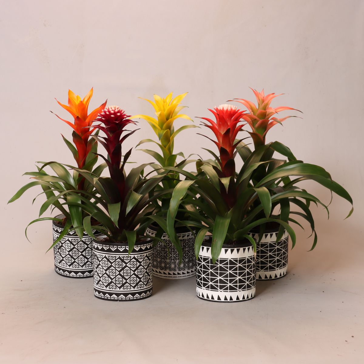 Bromelia MIX — Рослини оптом FlorAccess