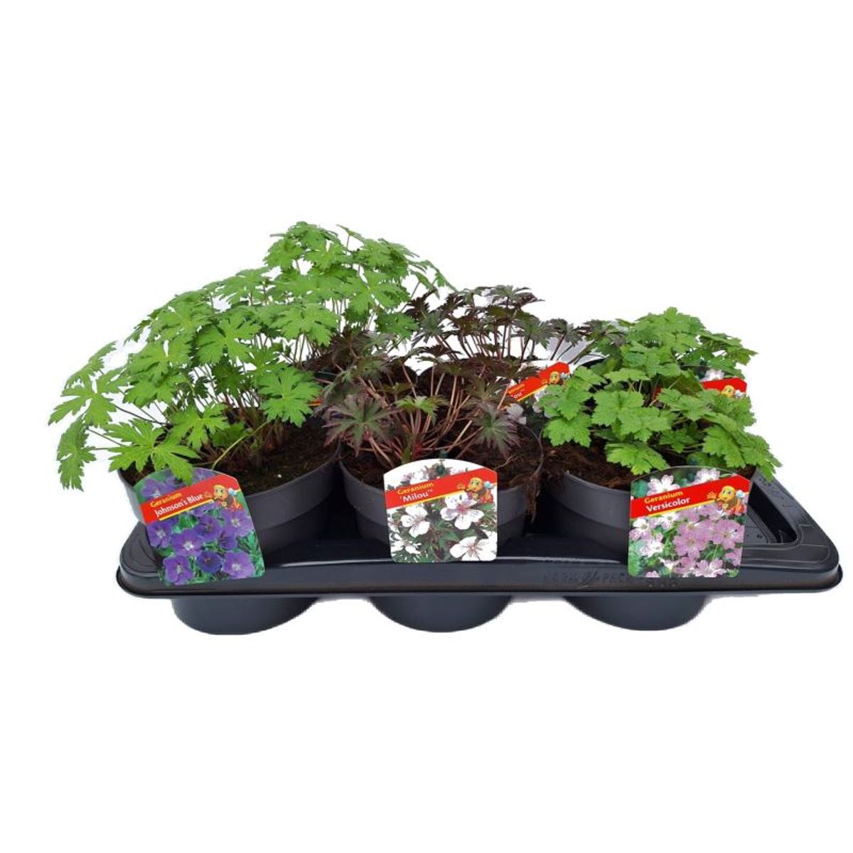 Geranium MIX — Pflanzengroßhandel FlorAccess