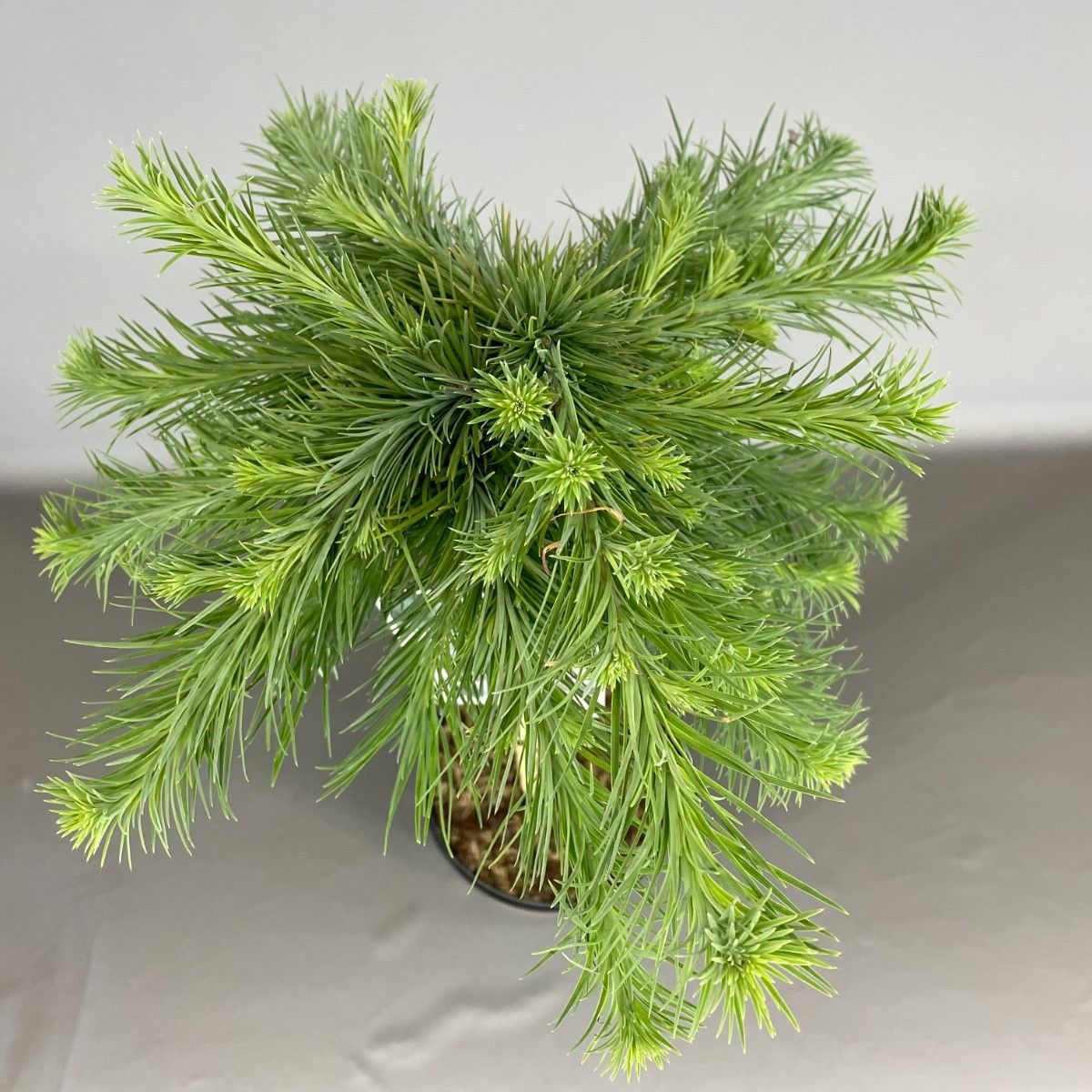Larix kaempferi 'Blue Dwarf' — Plant Wholesale FlorAccess