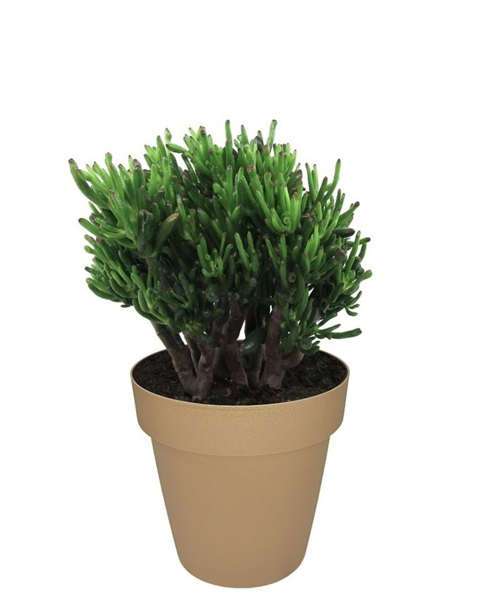 Crassula ovata 'Hobbit' — Plant Wholesale FlorAccess