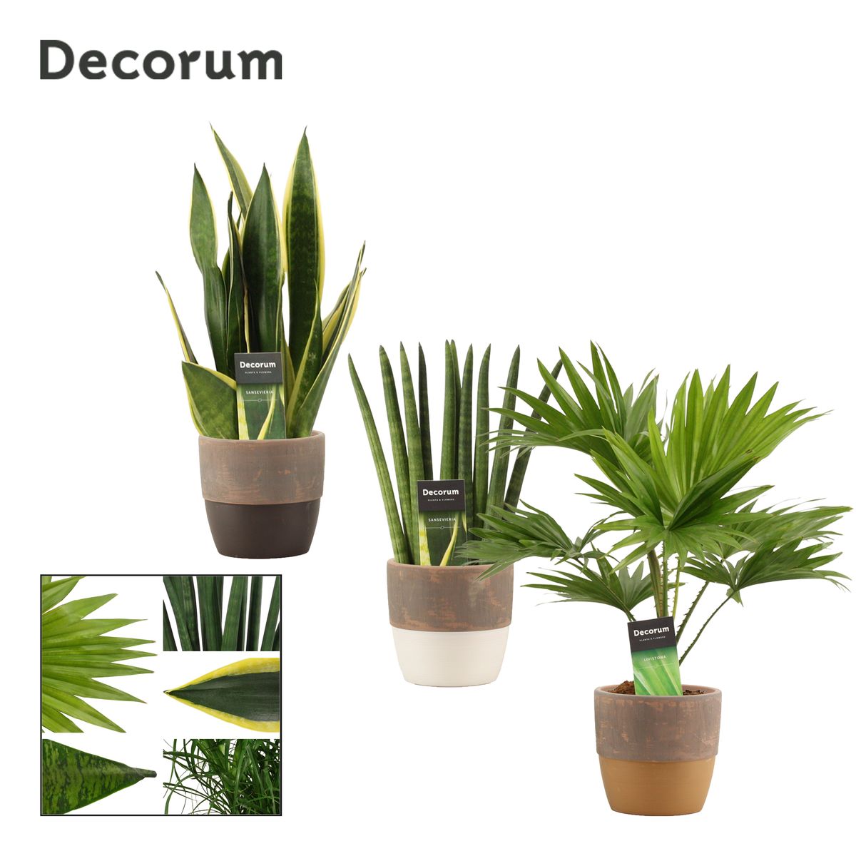 Houseplants MIX — Plant Wholesale FlorAccess