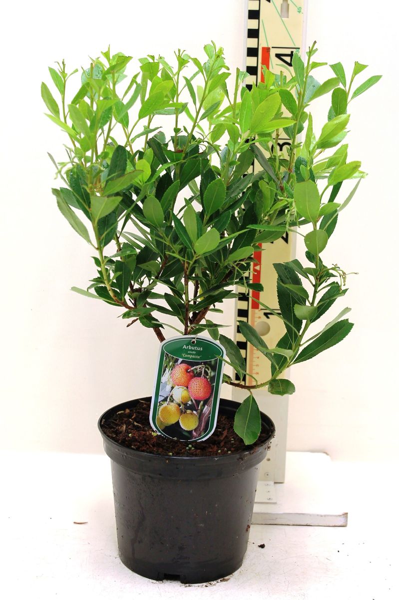 Arbutus unedo 'Compacta' — Plant Wholesale FlorAccess
