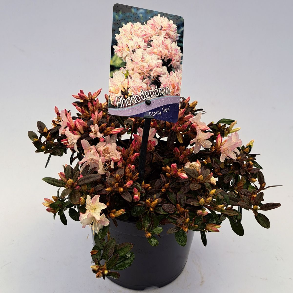 Rhododendron 'Ginny Gee' — Plant Wholesale FlorAccess