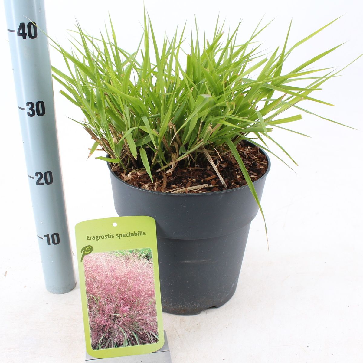 Eragrostis spectabilis — Plant Wholesale FlorAccess