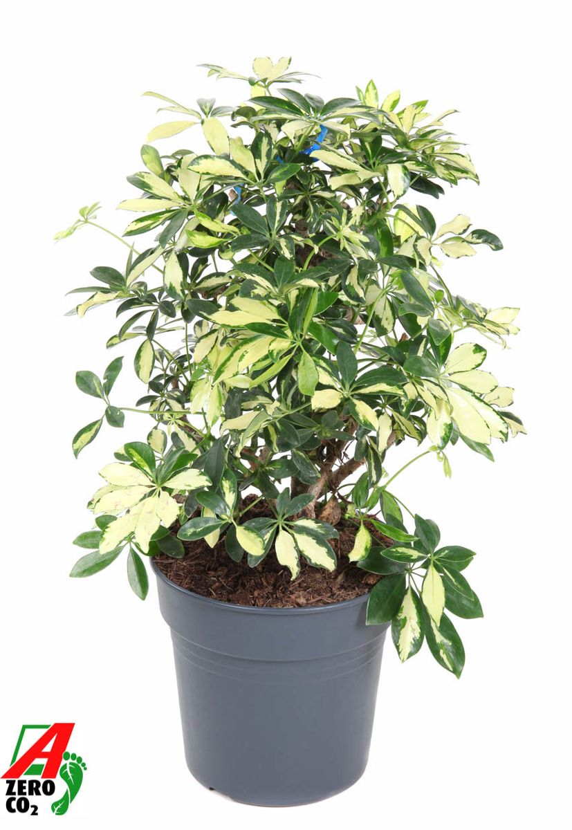 Schefflera arboricola 'Trinette' — Plant Wholesale FlorAccess