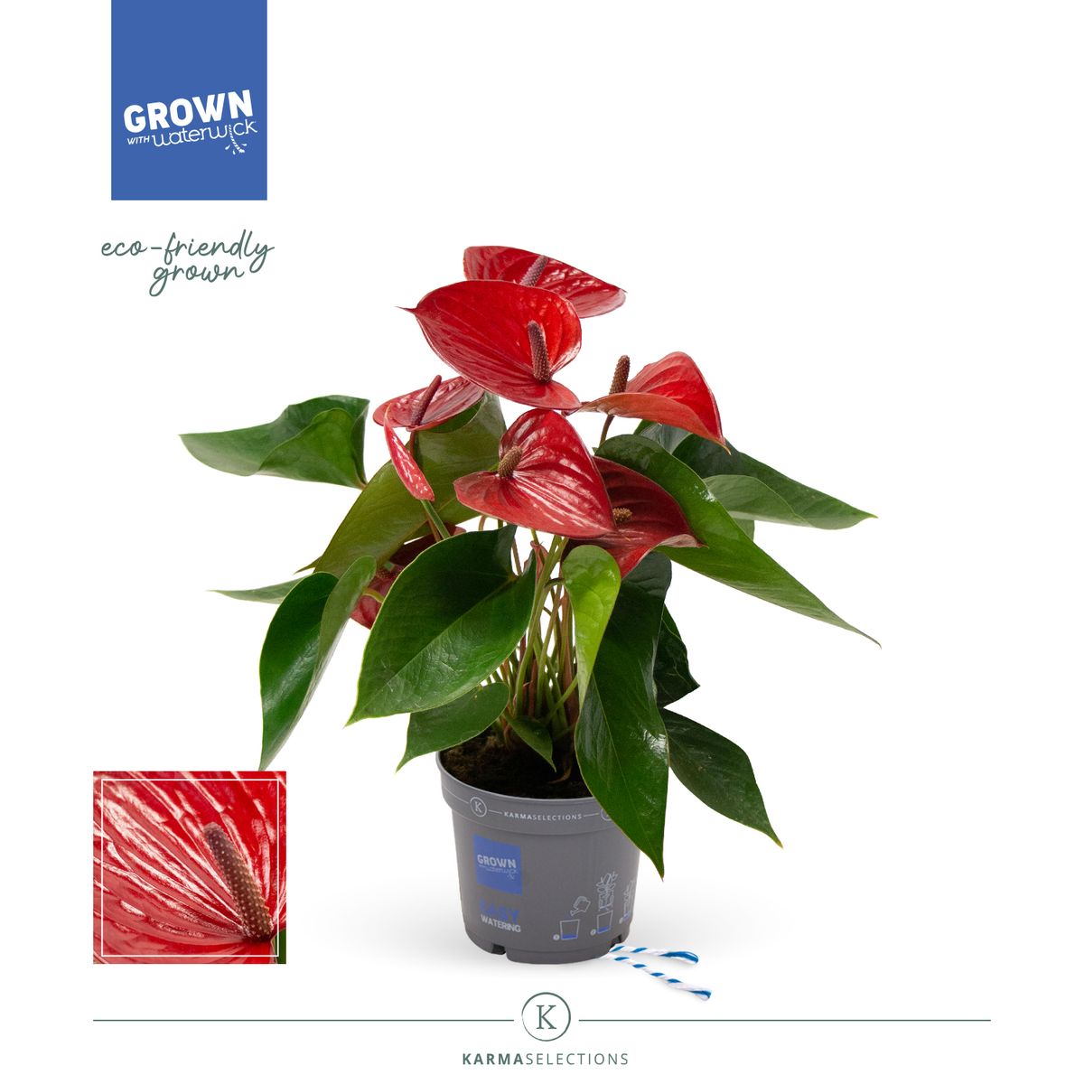Anthurium PICANTA RED — Plant Wholesale FlorAccess