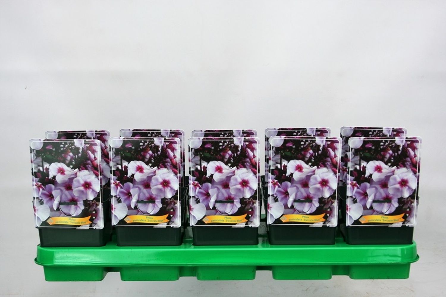 Phlox 'Swizzle Blue' — Plant Wholesale FlorAccess