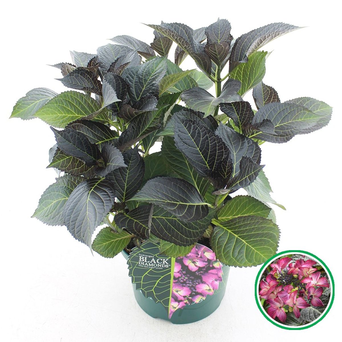 Hydrangea macrophylla BLACK DIAMONDS DARK ANGEL PURPLE — Plant ...