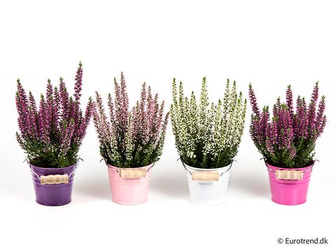 Calluna vulgaris SKYLINE MIX — Plant Wholesale FlorAccess