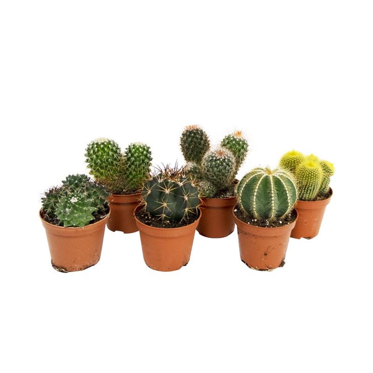 Cactus MIX — Plant Wholesale FlorAccess