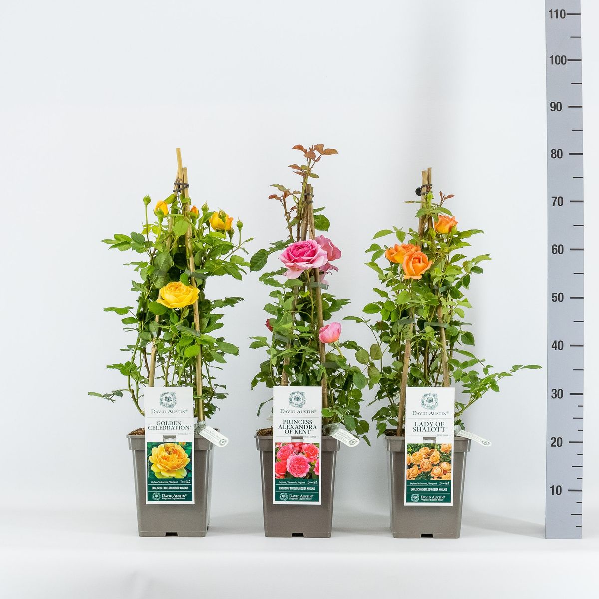 Rosa DAVID AUSTIN MIX — Plant Wholesale FlorAccess