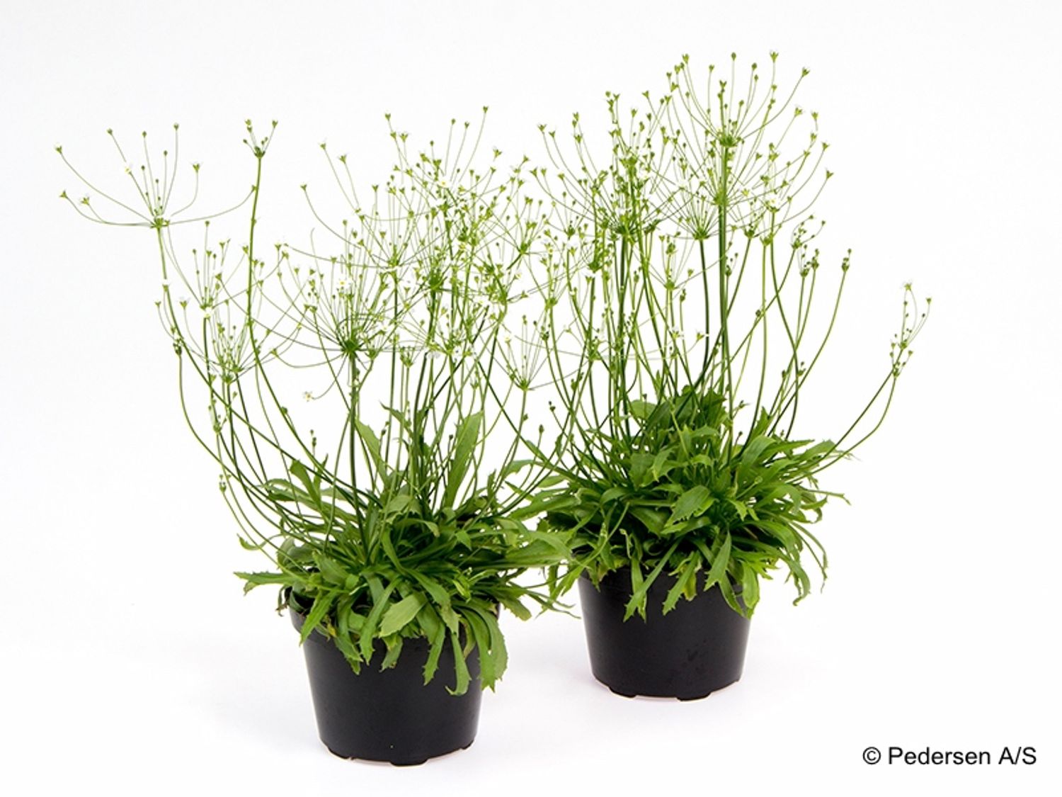 Androsace septentrionalis 'Stardust' — Plant Wholesale FlorAccess