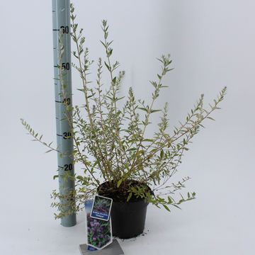 Buddleja alternifolia UNIQUE — Plant Wholesale FlorAccess